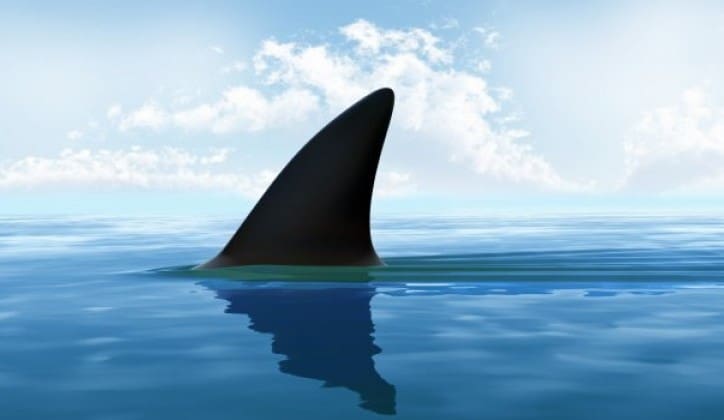 AJKULE U PLIĆAKU: Prošle bove i približile se plaži, kupači izletjeli iz more (VIDEO) | 6yka